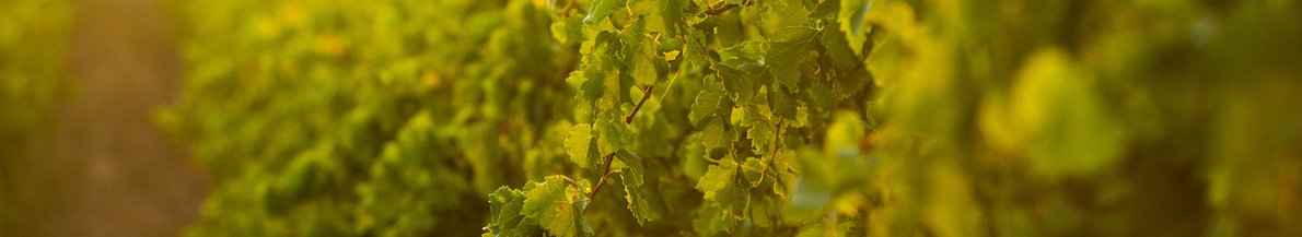 Great Southern Wine | BWS